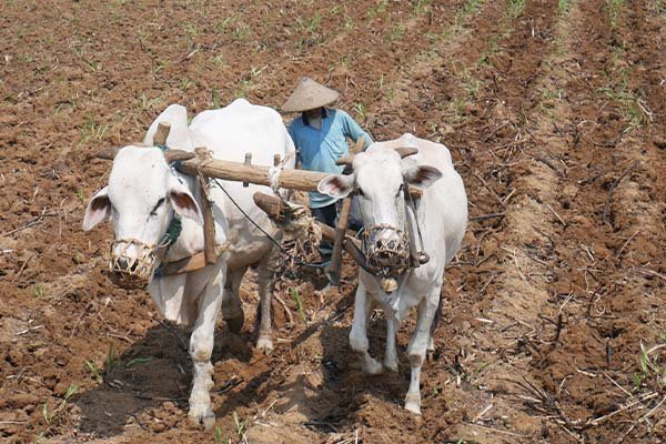 Patuhi Nasihat Orang Tuanya, 20 Tahun Sukoyo Jadi Pembajak Sawah ...