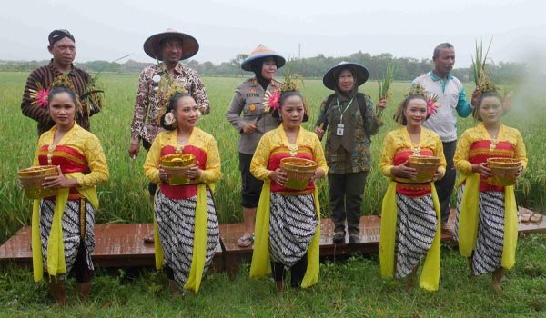 Kirab Budaya Umbul Dungo Wiwit Pari, Tradisi Petani Teluk Awur Sambut ...