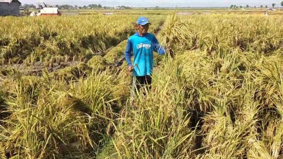 Sulap Eceng Gondok Jadi Pupuk, Petani di Pati Sukses Panen Padi hingga ...